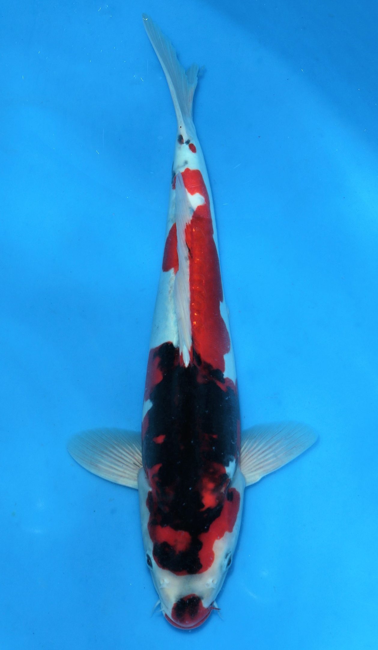 Doitsu Showa - Grand Koi, LLC