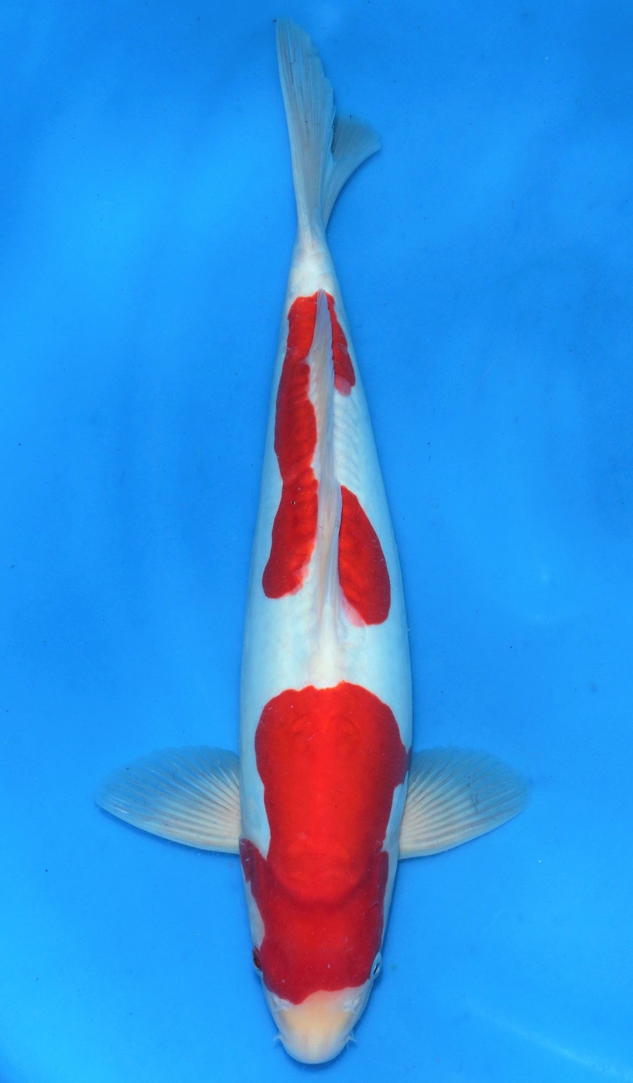 Doitsu Kohaku - Grand Koi, LLC