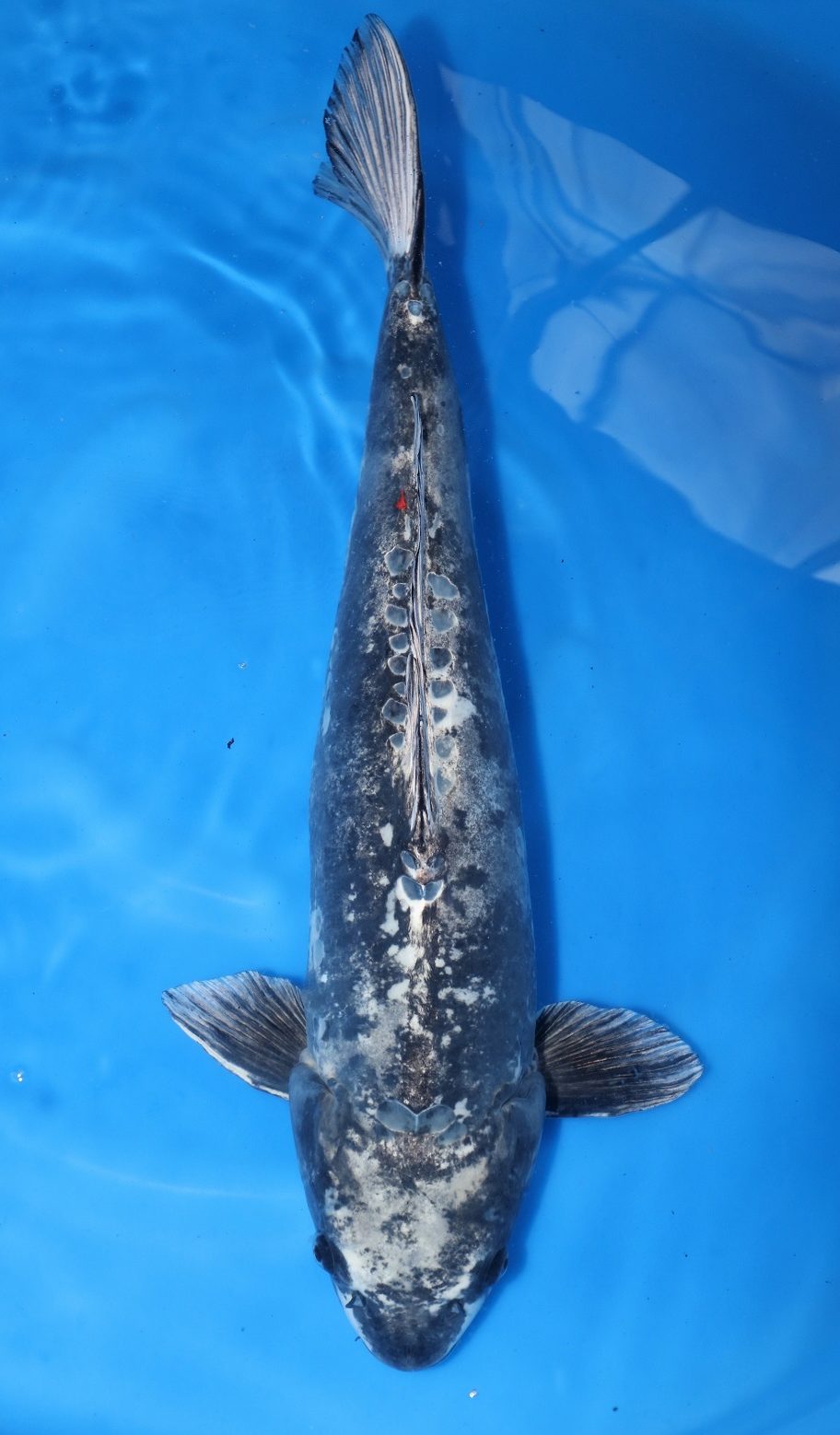 Doitsu Soragoi- SOLD - Grand Koi, LLC