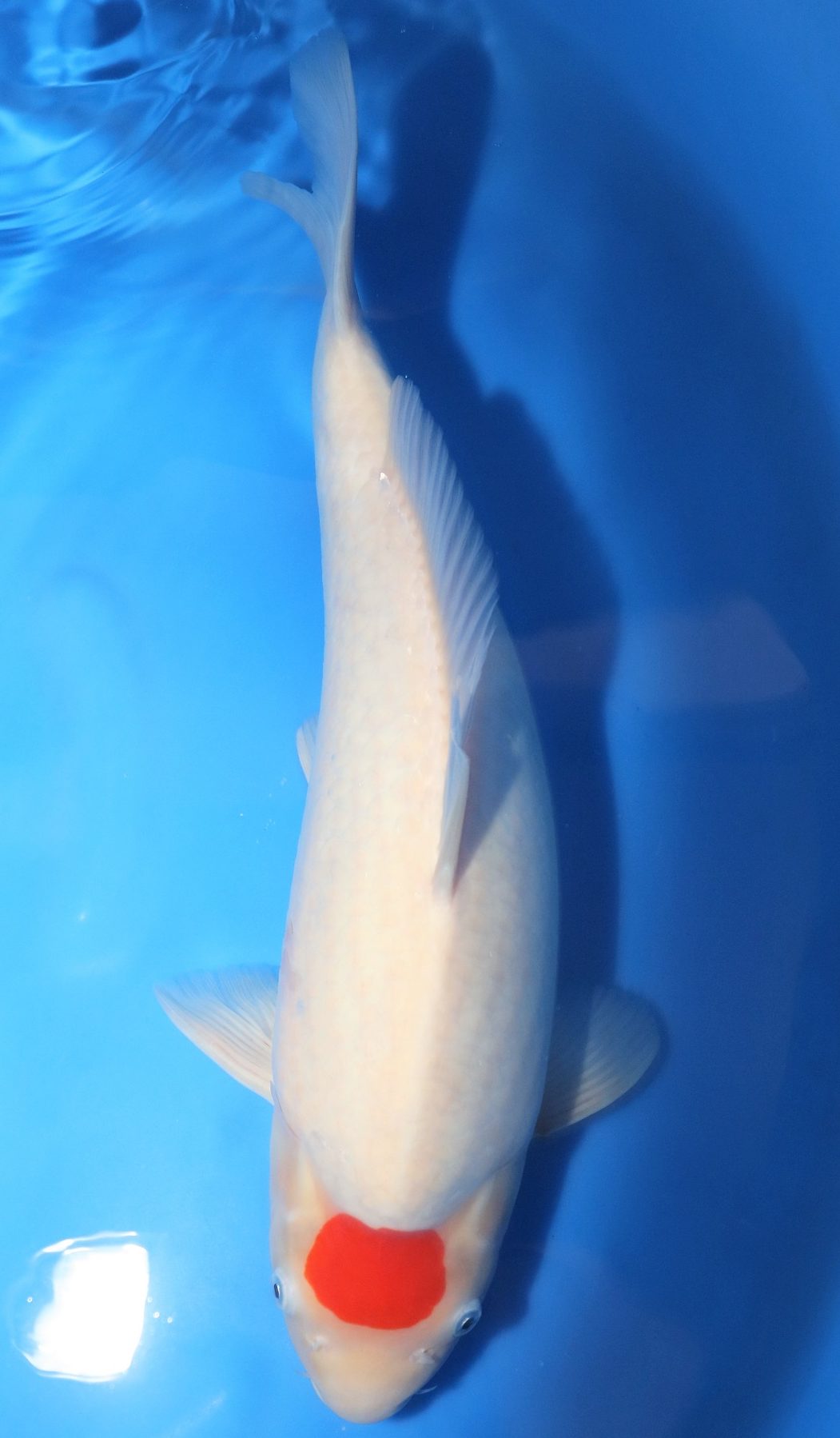 Tancho Kohaku SOLD - Grand Koi, LLC