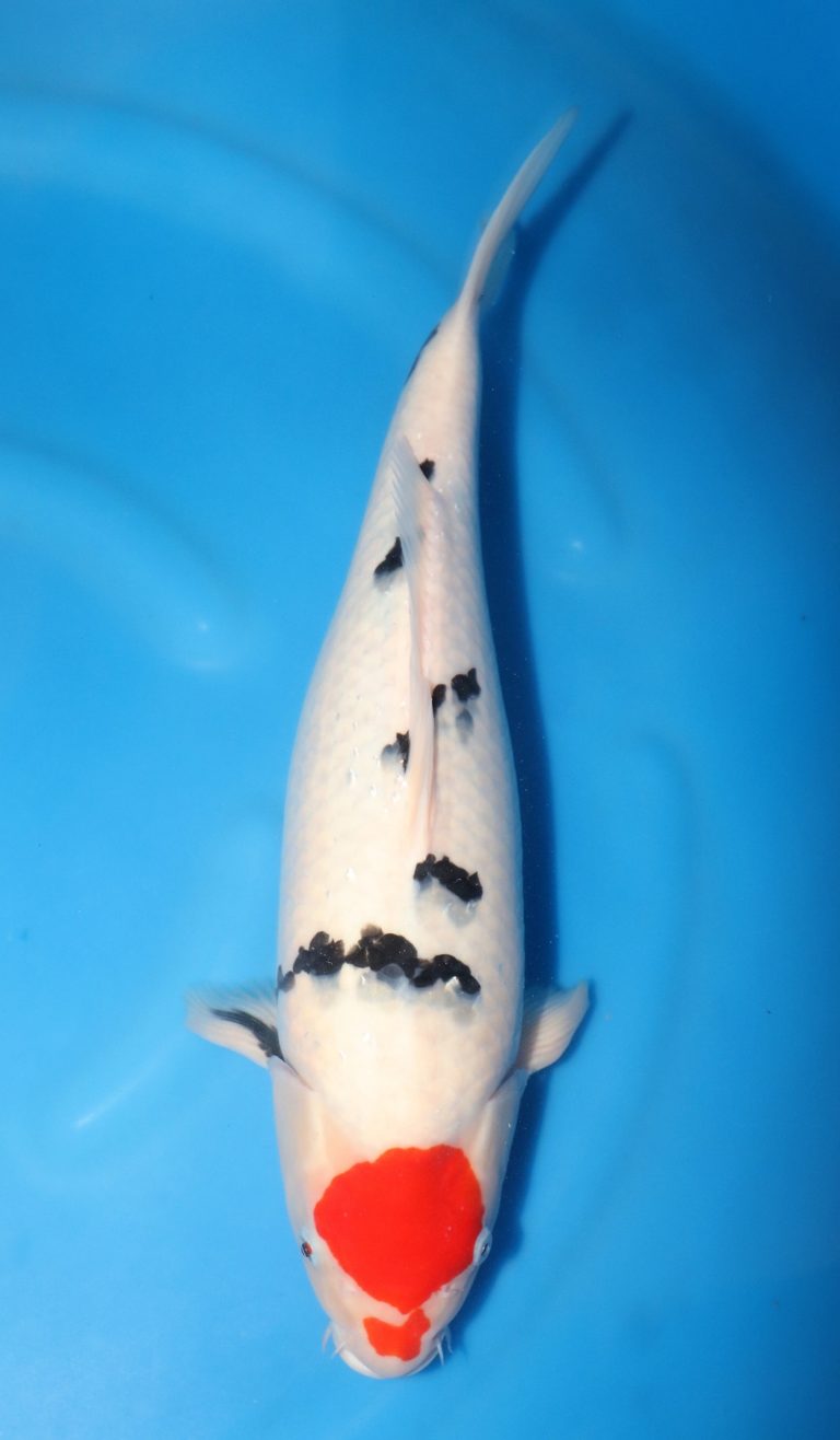 Tancho Sanke - Grand Koi, LLC