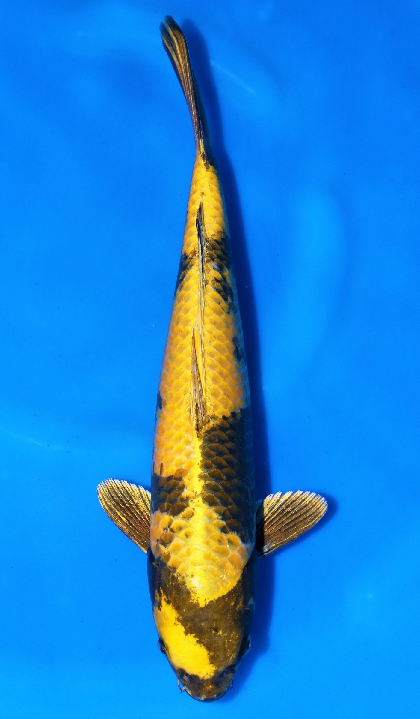 Kin Ki Utsuri Sold RP - Grand Koi, LLC