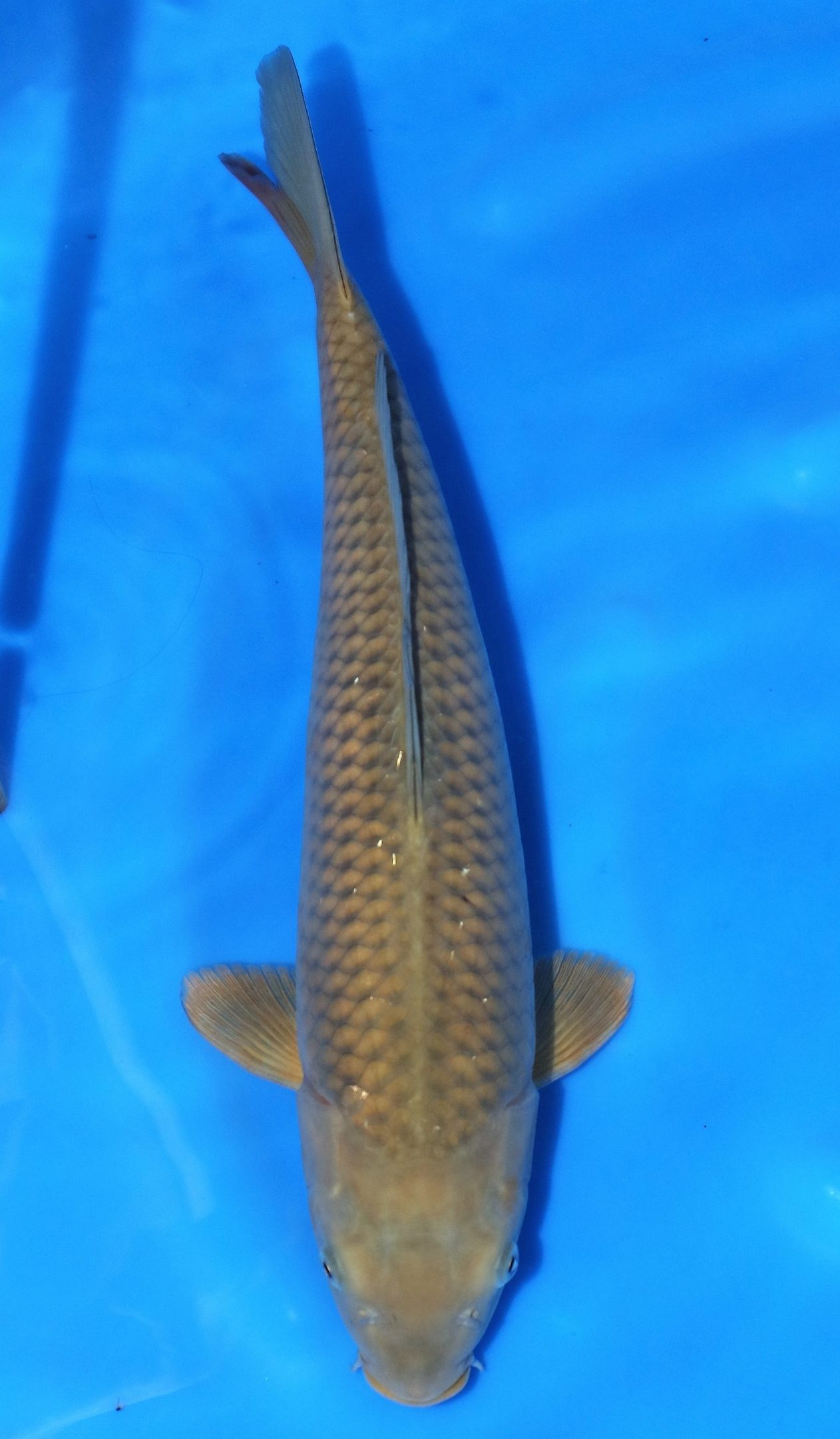 Chagoi SOLD NYC - Grand Koi, LLC