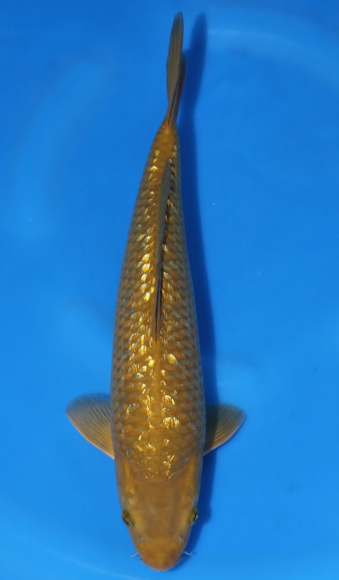 Gin Rin Chagoi SOLD - Grand Koi, LLC