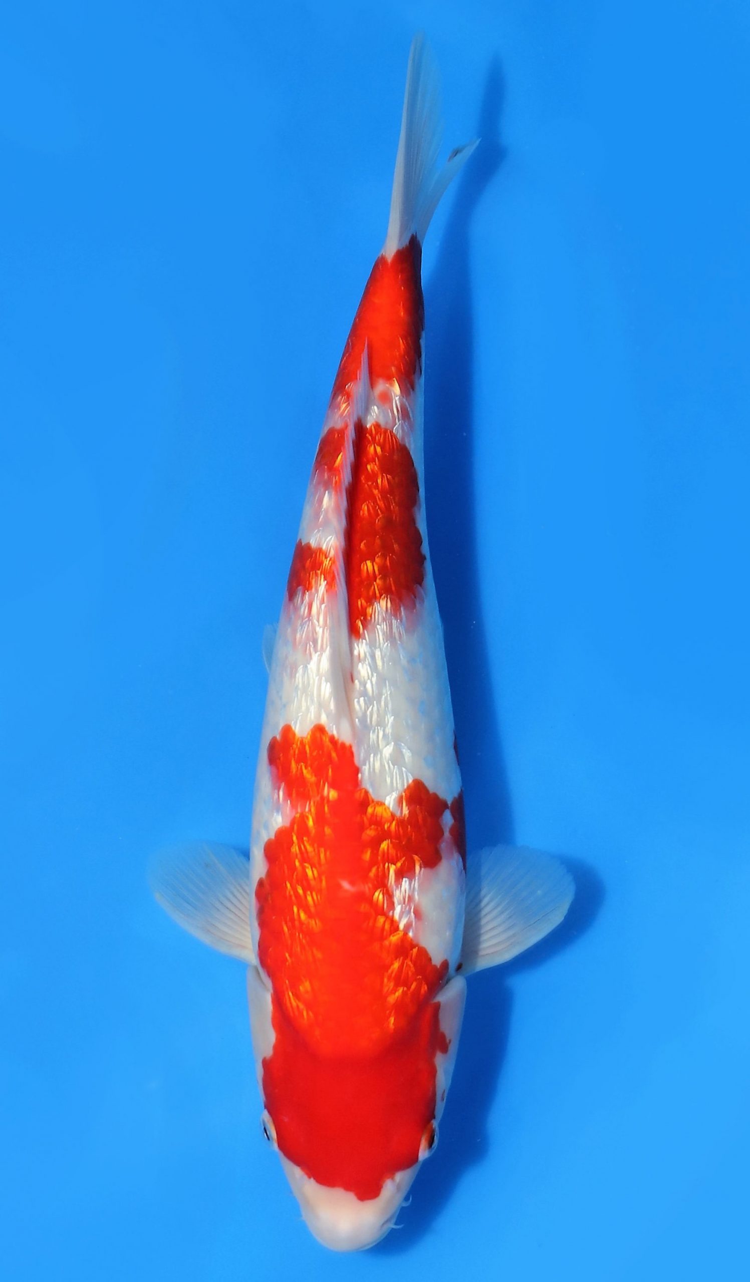 Gin Rin Kohaku - Grand Koi, LLC