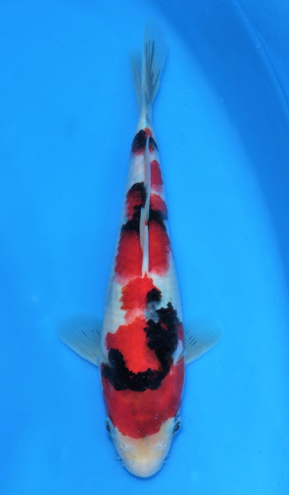 Showa SOLD - Grand Koi, LLC