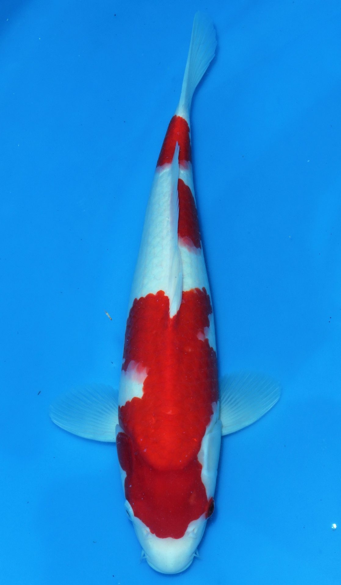 Kohaku - Grand Koi, LLC