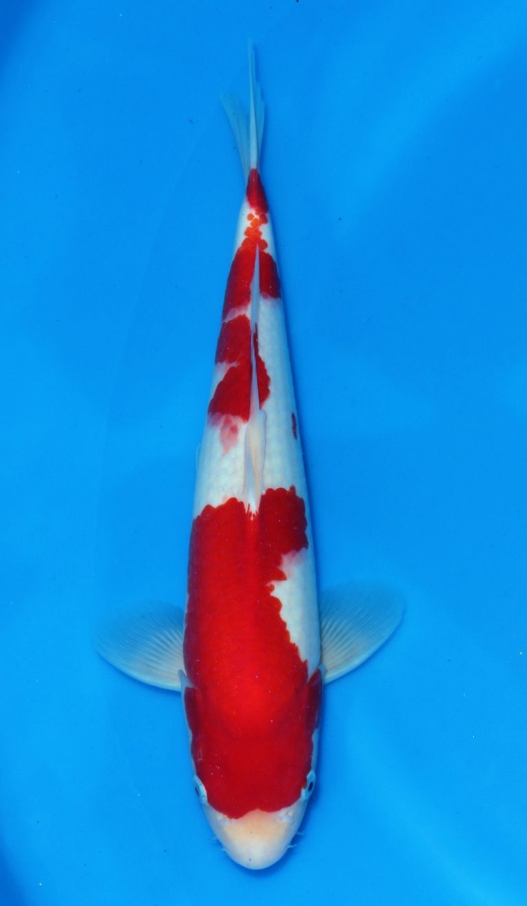 Kohaku - Grand Koi, LLC