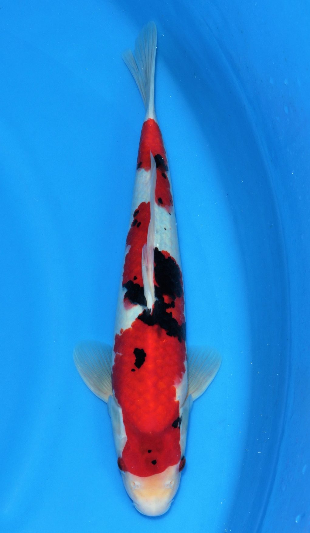 Showa - Grand Koi, LLC