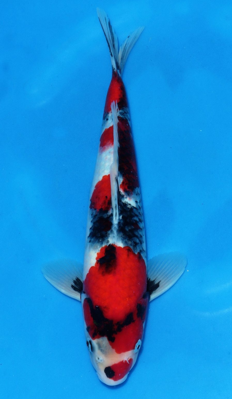 Showa SOLD - Grand Koi, LLC