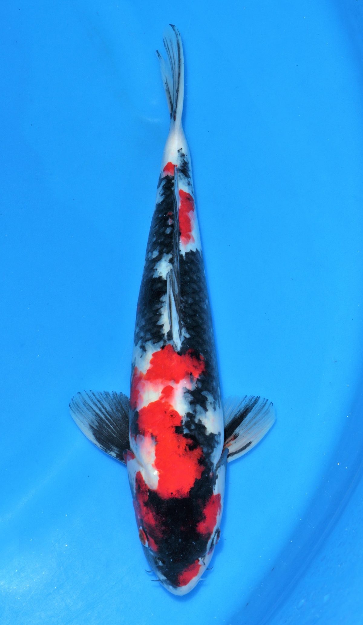 Showa SOLD - Grand Koi, LLC