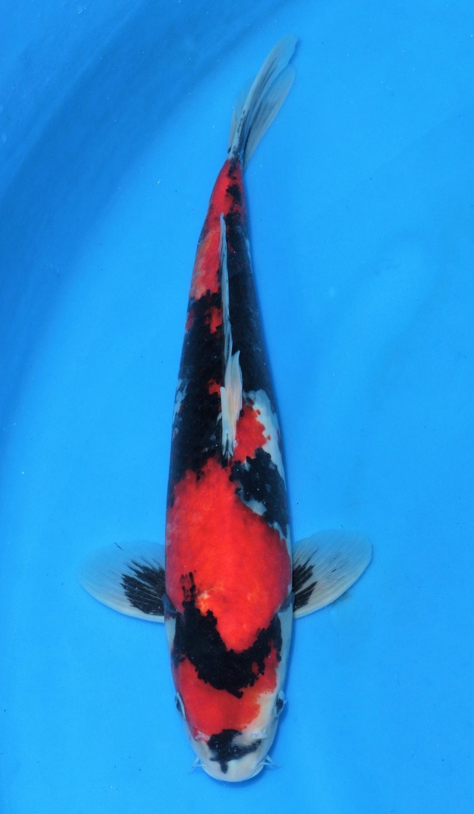 Showa - Grand Koi, LLC