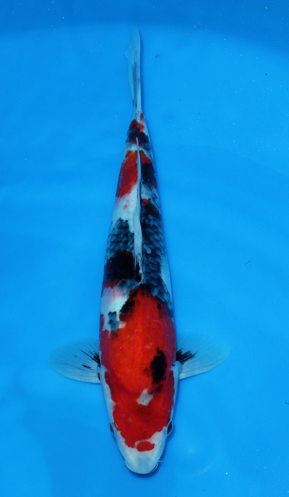 Showa - Grand Koi, LLC