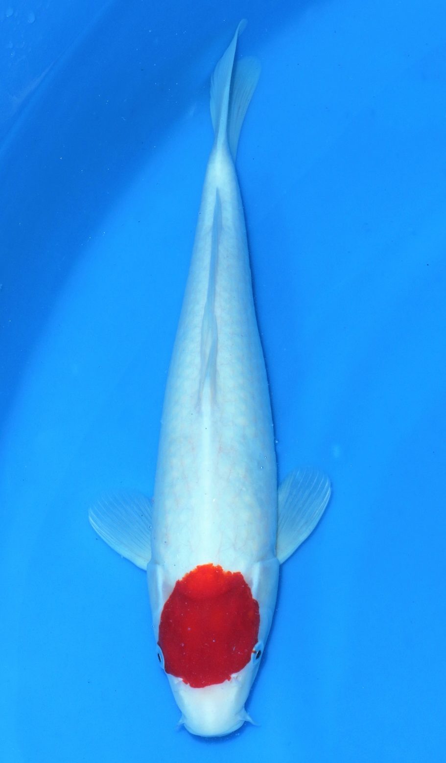 Tancho Kohaku SOLD - Grand Koi, LLC