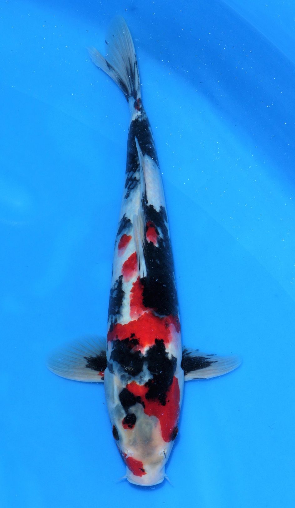 Showa - Grand Koi, LLC