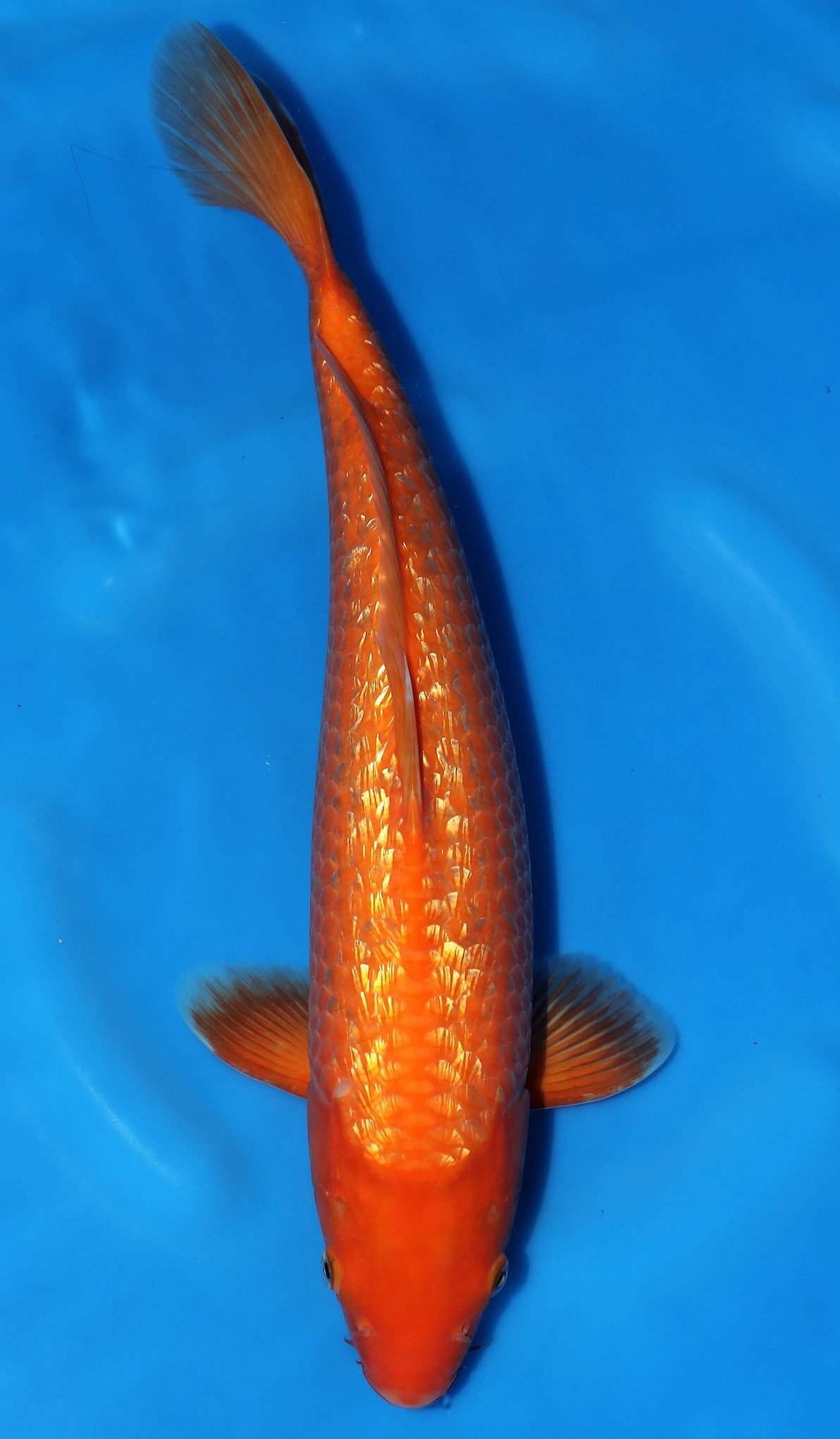 Gin Rin Benigoi SOLD - Grand Koi, LLC