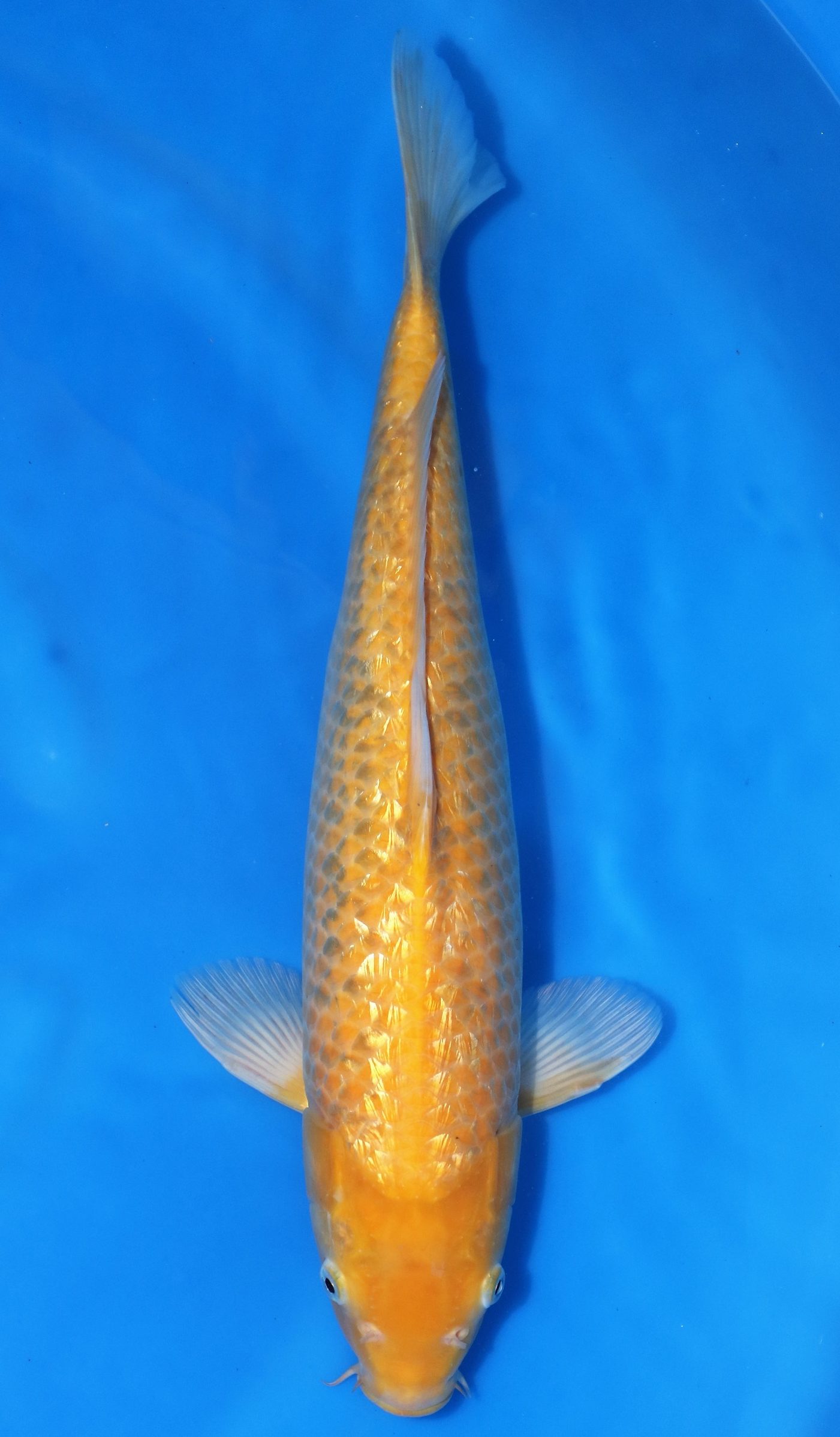 Gin Rin Karashigoi SOLD - Grand Koi, LLC