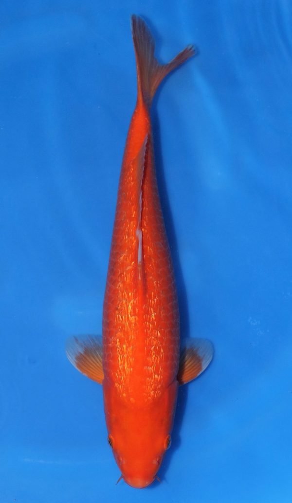 Gin Rin Benigoi SOLD MN - Grand Koi, LLC