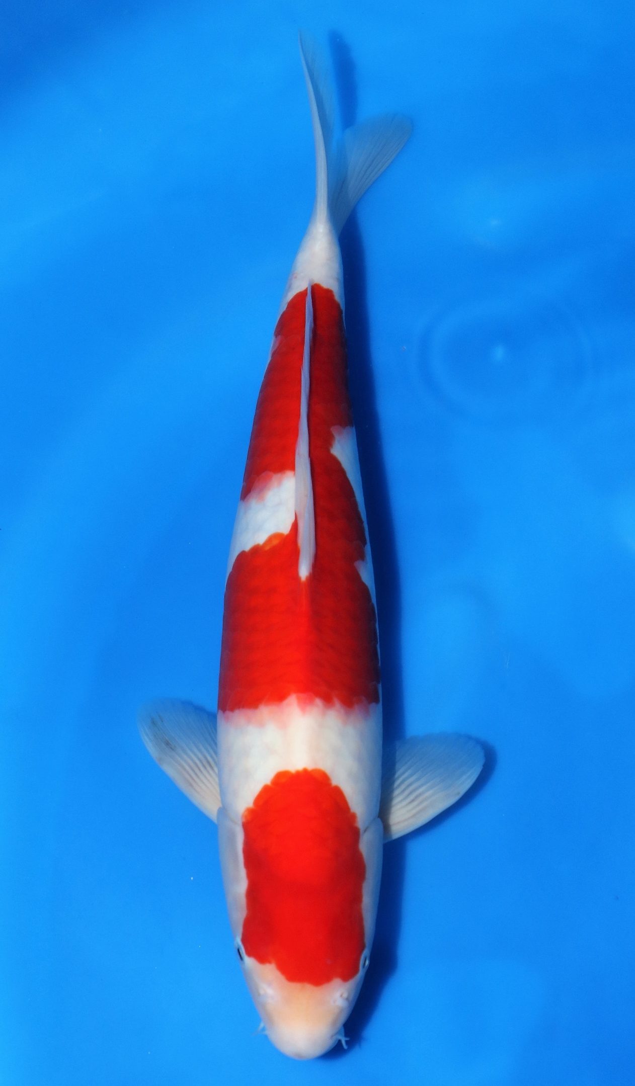 Maruten Kohaku - Grand Koi, LLC