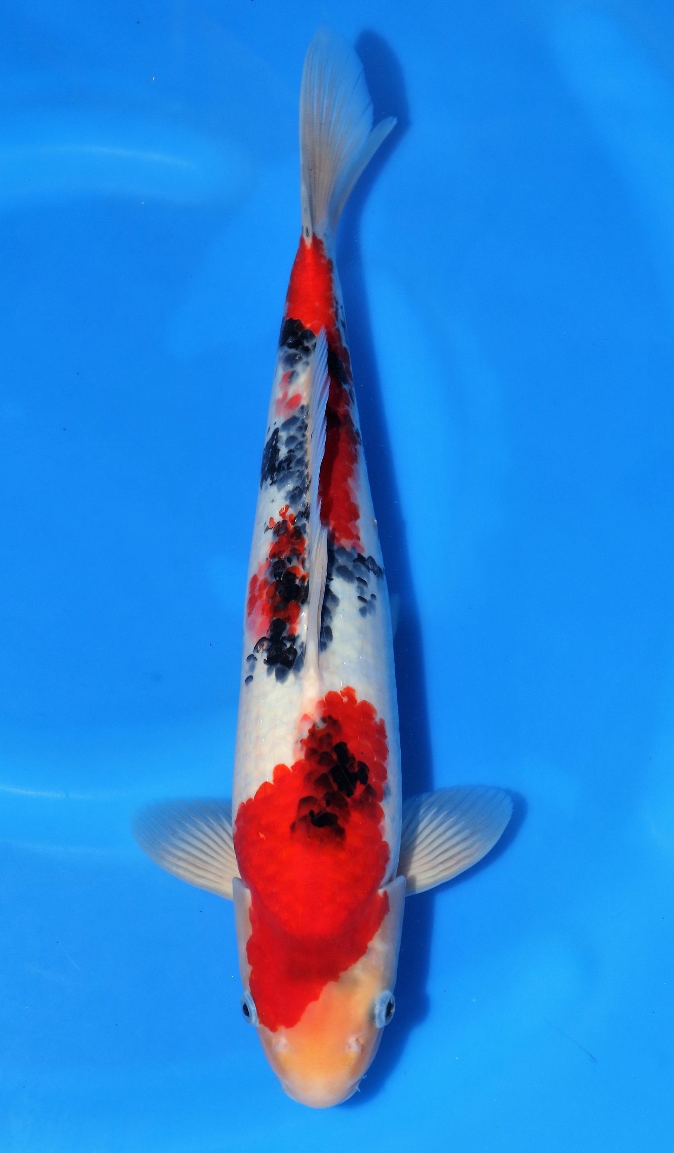 Showa - Grand Koi, LLC