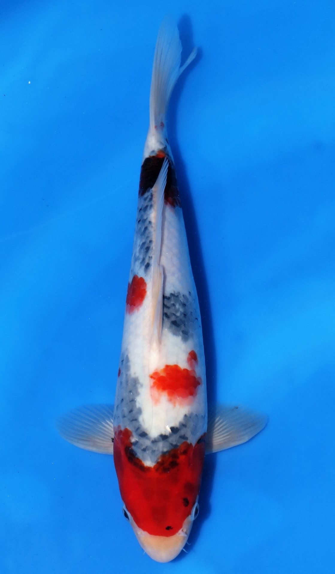 Showa - Grand Koi, LLC