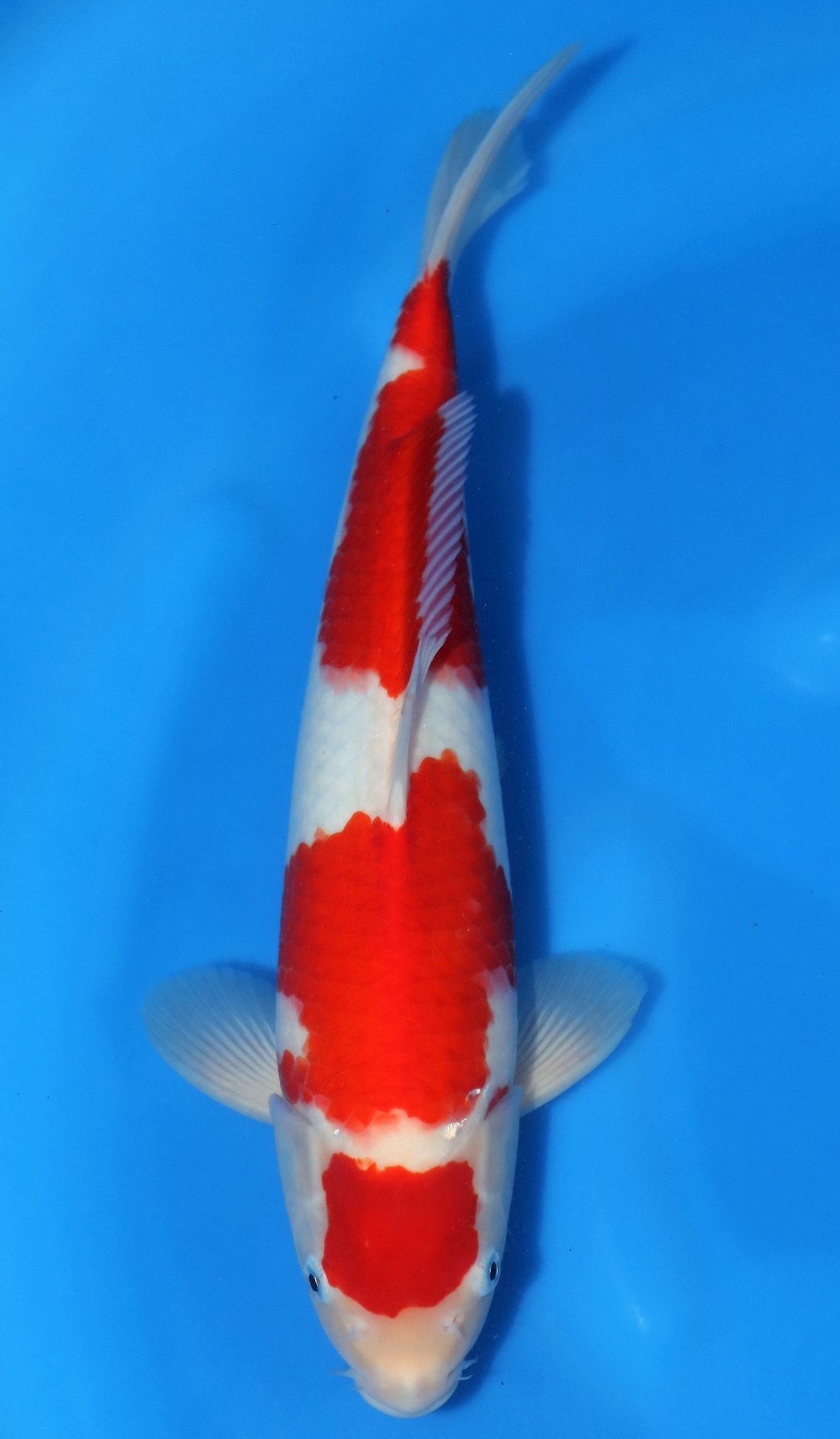 Maruten Kohaku SOLD - Grand Koi, LLC