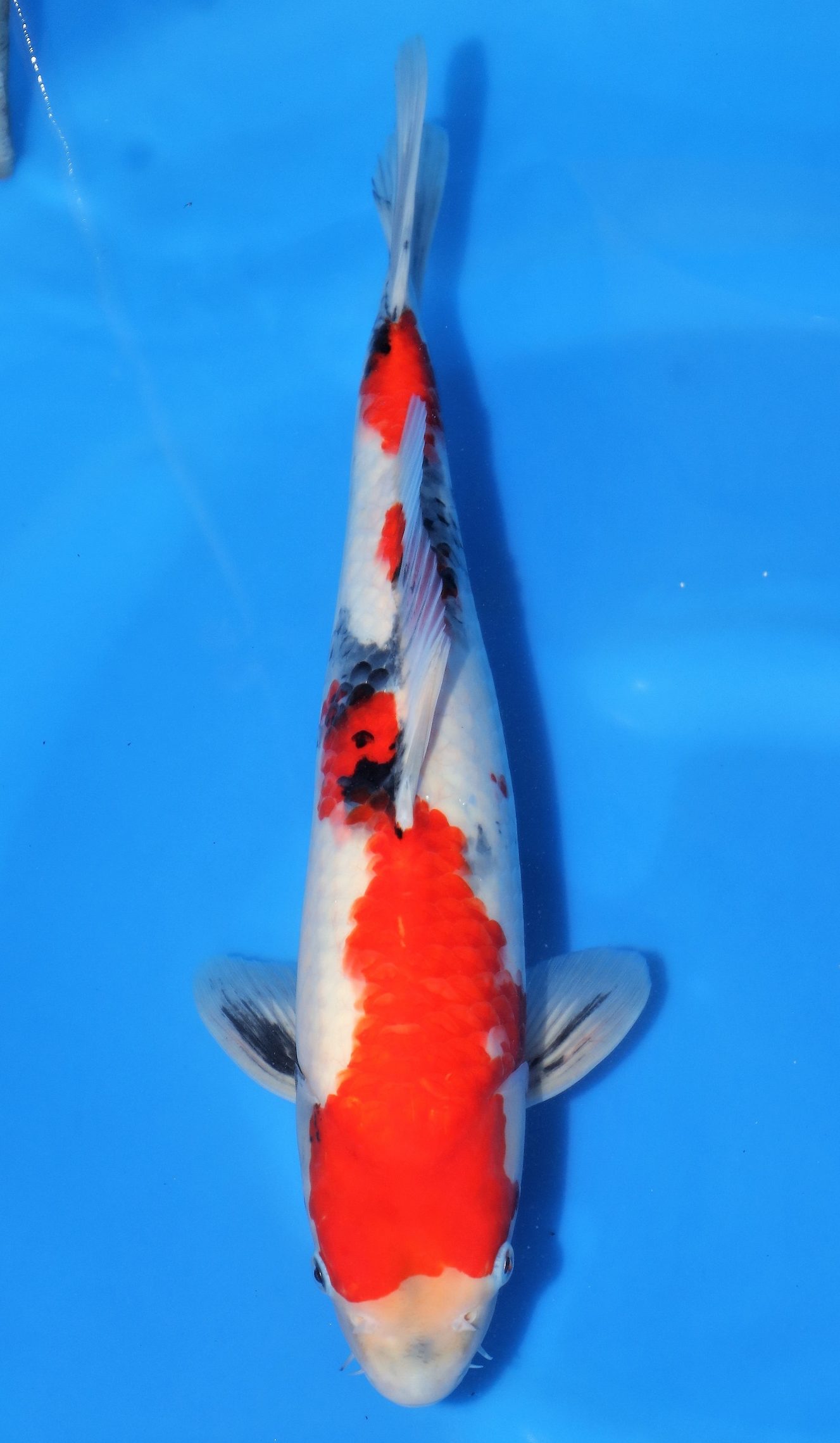 Showa - Grand Koi, LLC