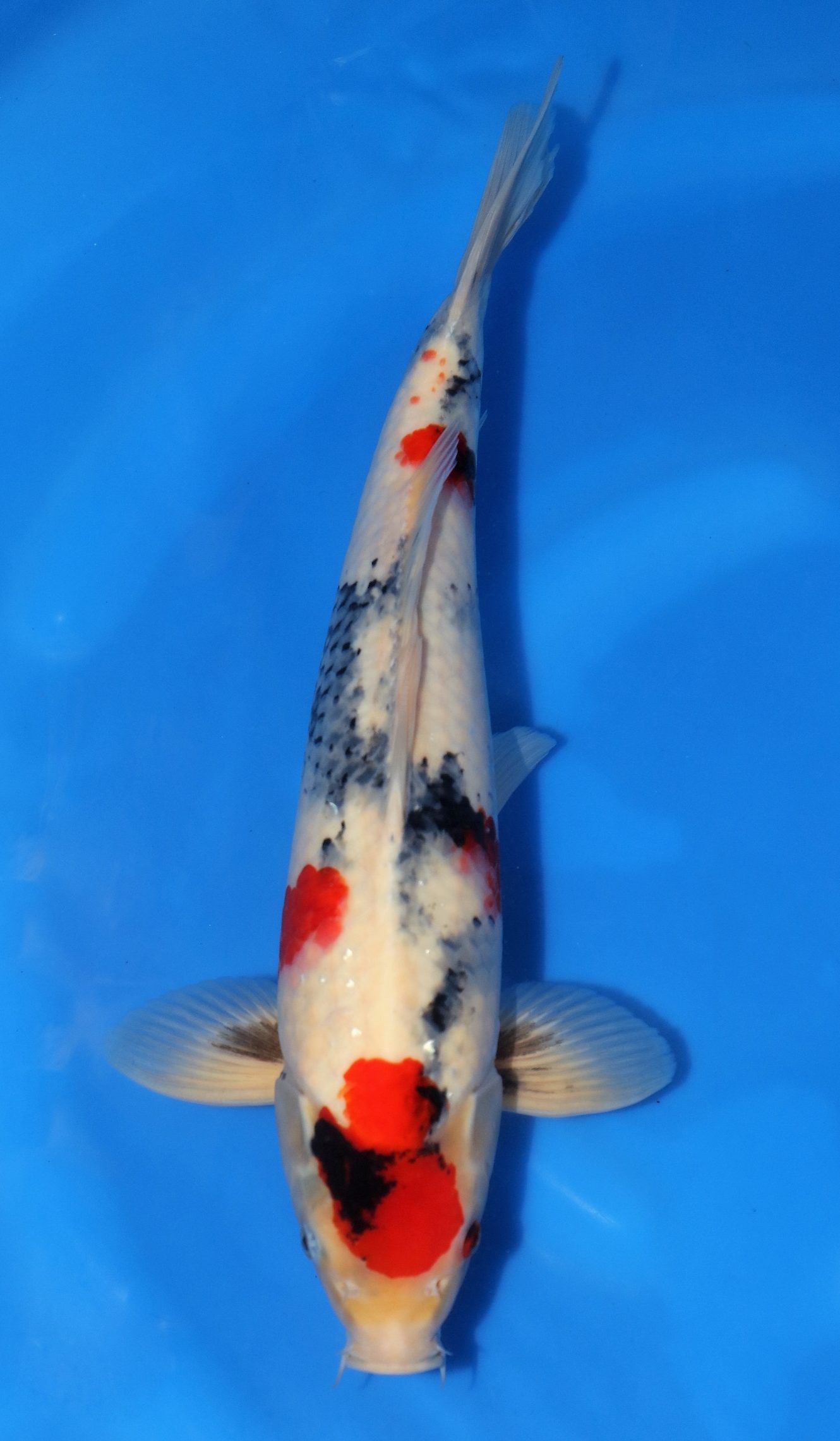 Showa SOLD - Grand Koi, LLC