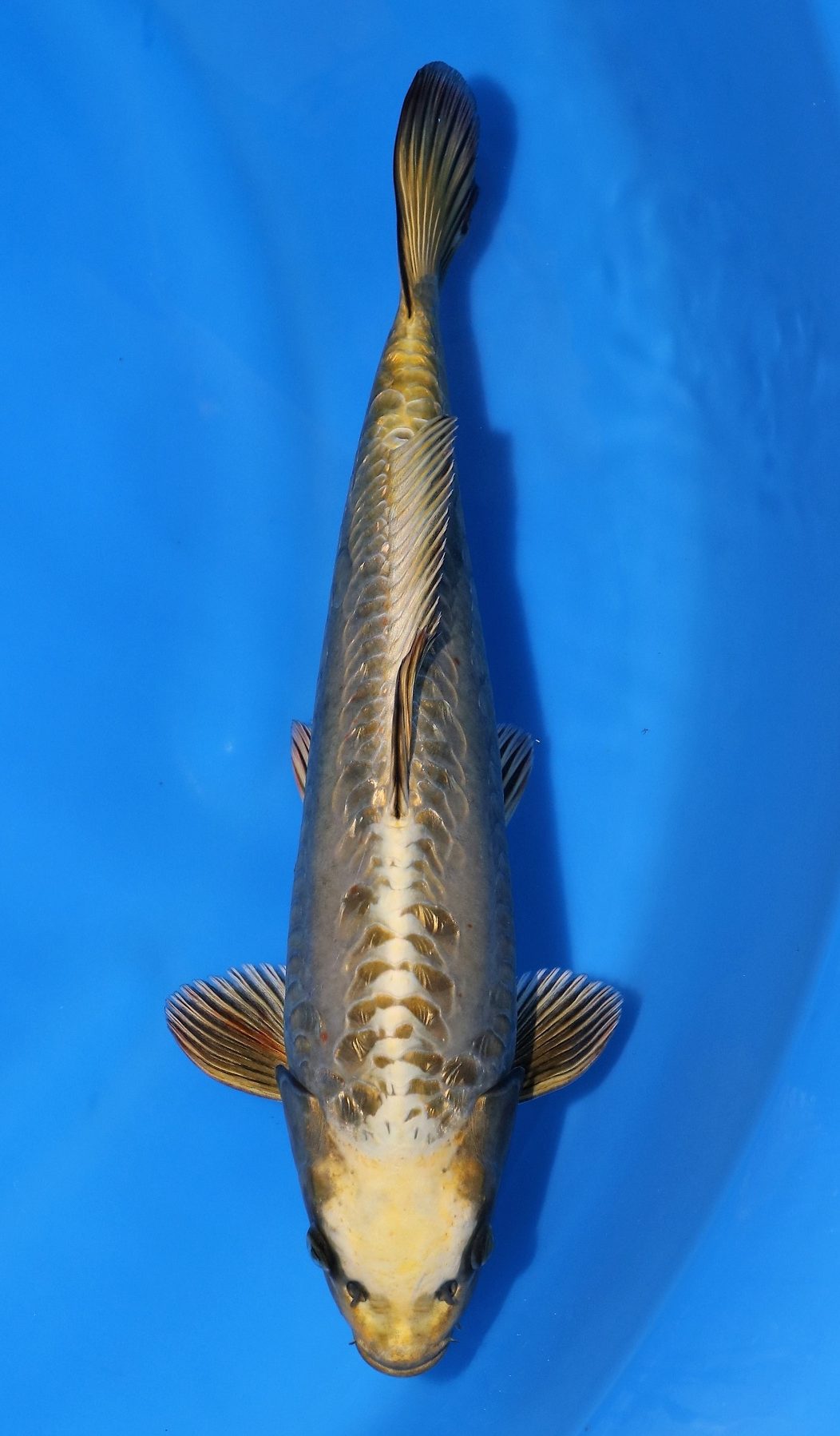 Kabuto - Grand Koi, LLC