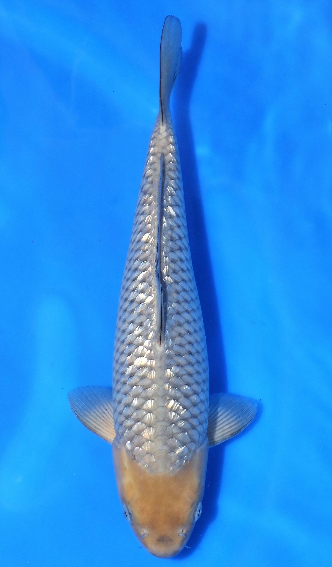 Gin Rin Soragoi SOLD - Grand Koi, LLC