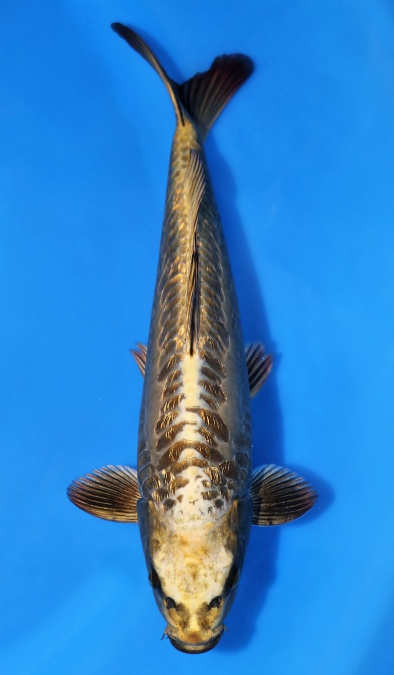 Kabuto - Grand Koi, LLC