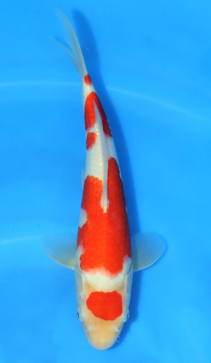 Maruten Kohaku - Grand Koi, LLC