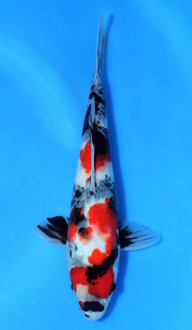 Showa SOLD - Grand Koi, LLC
