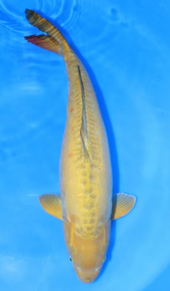 Doitsu Midorigoi - Grand Koi, LLC