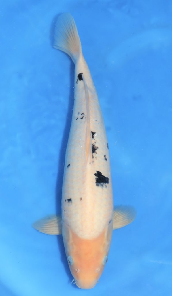 Shiro Bekko S101 - Grand Koi, LLC
