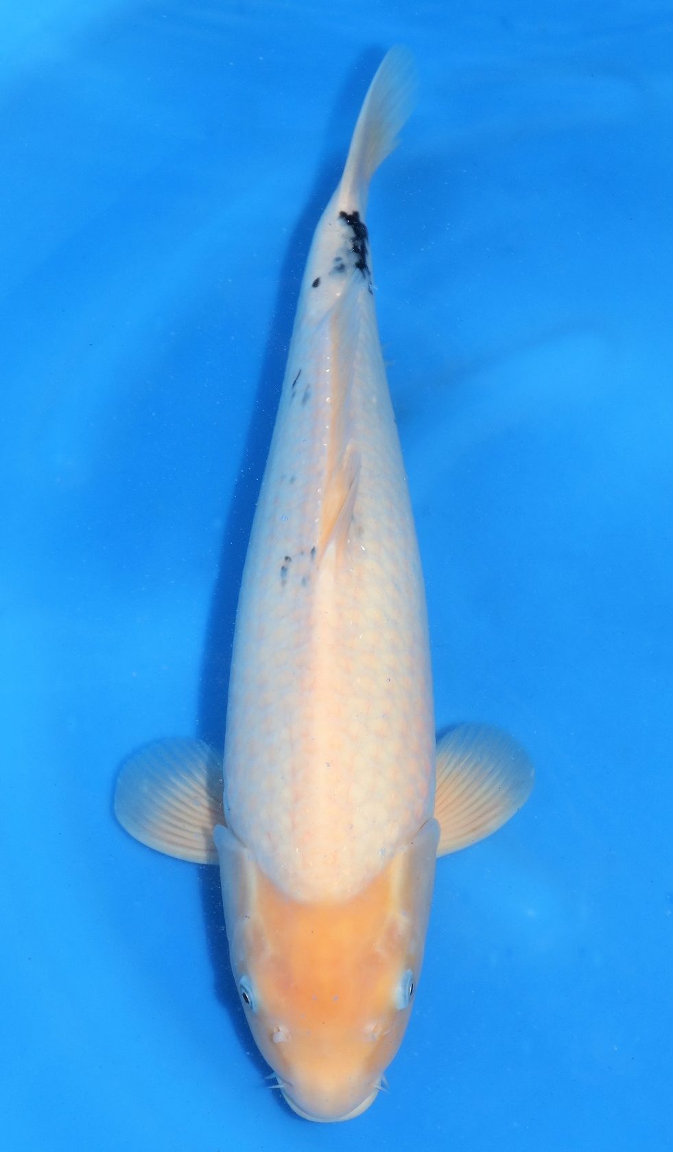 Shiro Bekko - Grand Koi, LLC