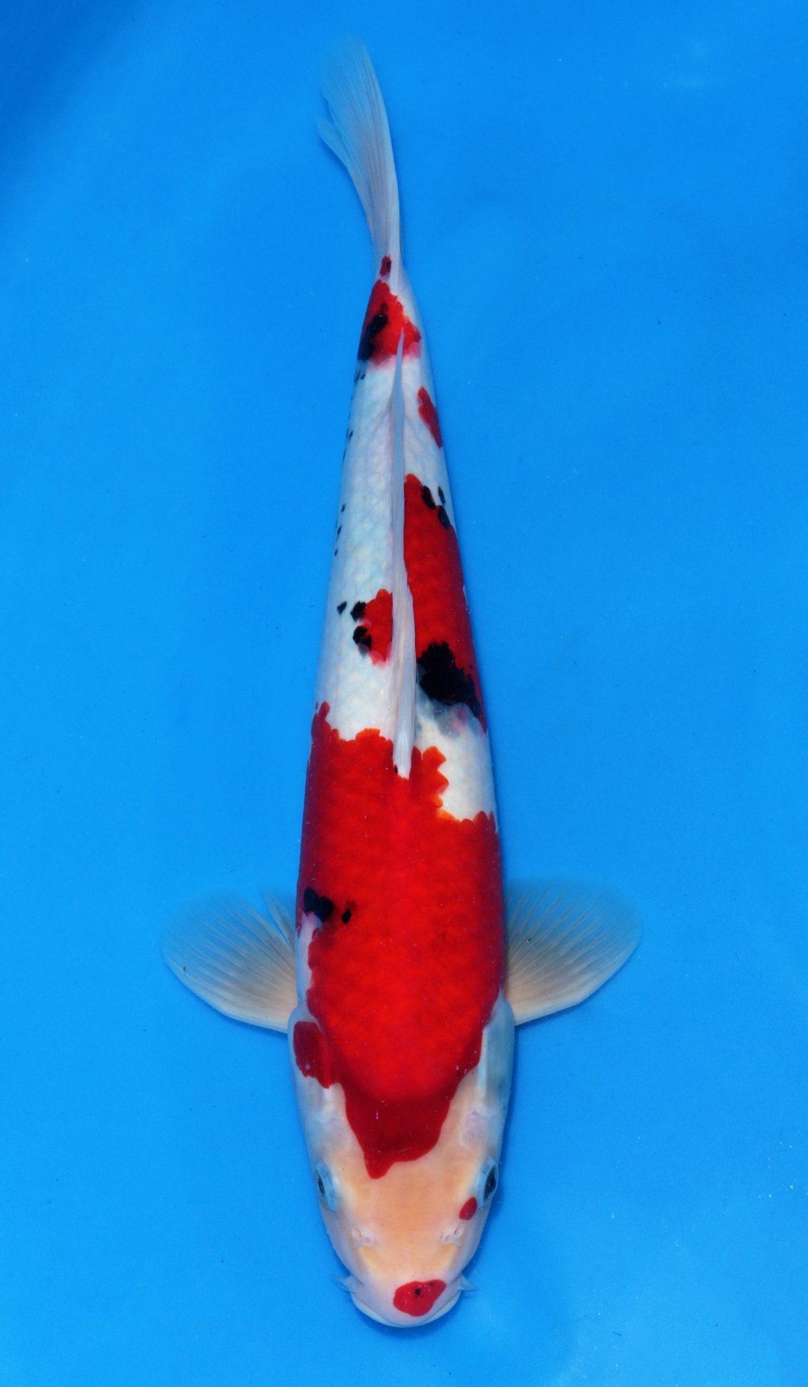 Sanke - Grand Koi, LLC