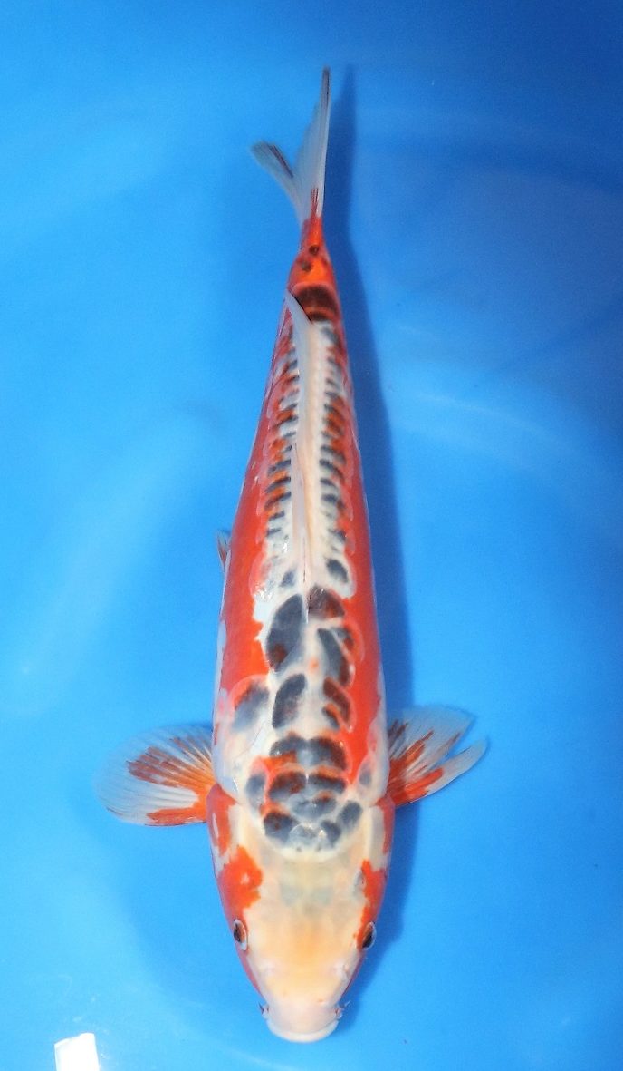Shusui SOLD MN - Grand Koi, LLC