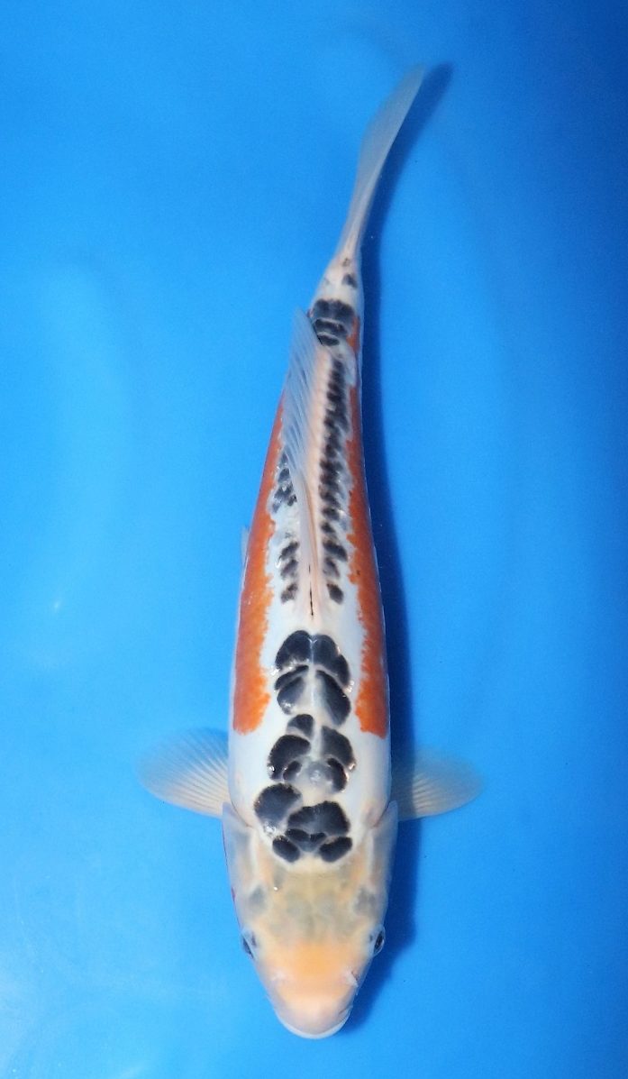 Shusui SOLD - Grand Koi, LLC
