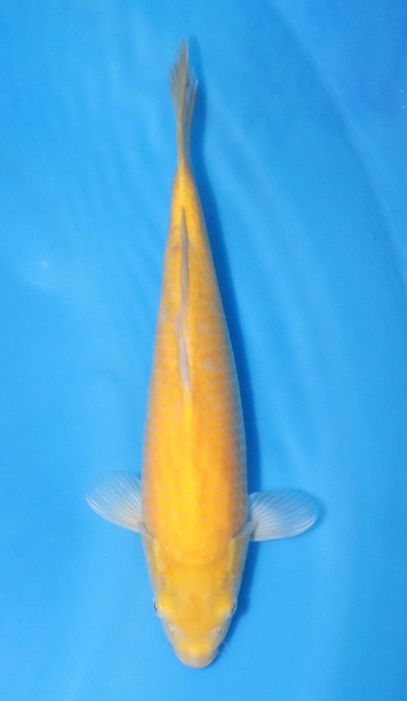 Karashigoi - Grand Koi, LLC