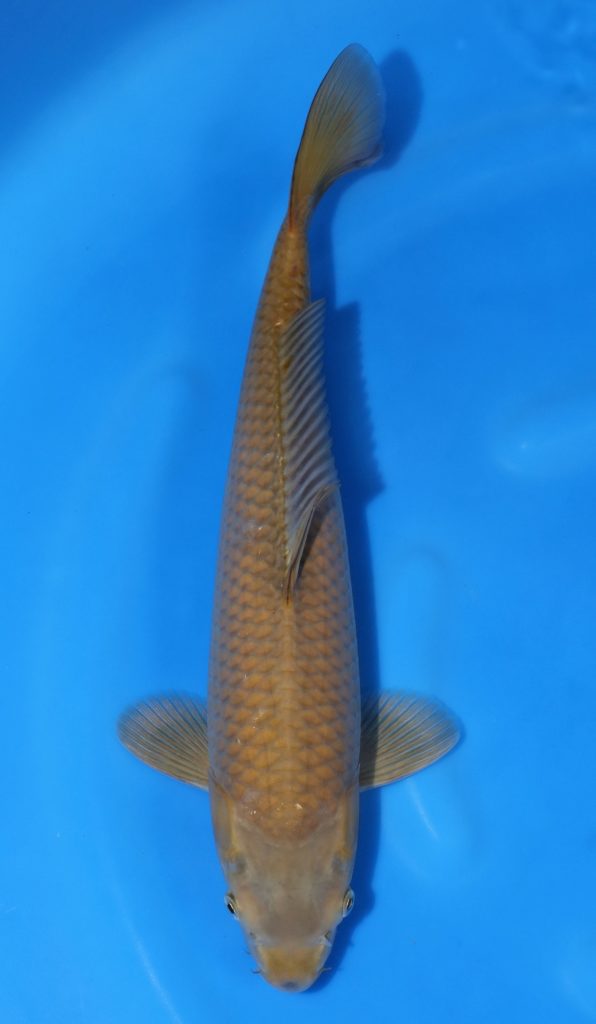 Chagoi SOLD MN - Grand Koi, LLC