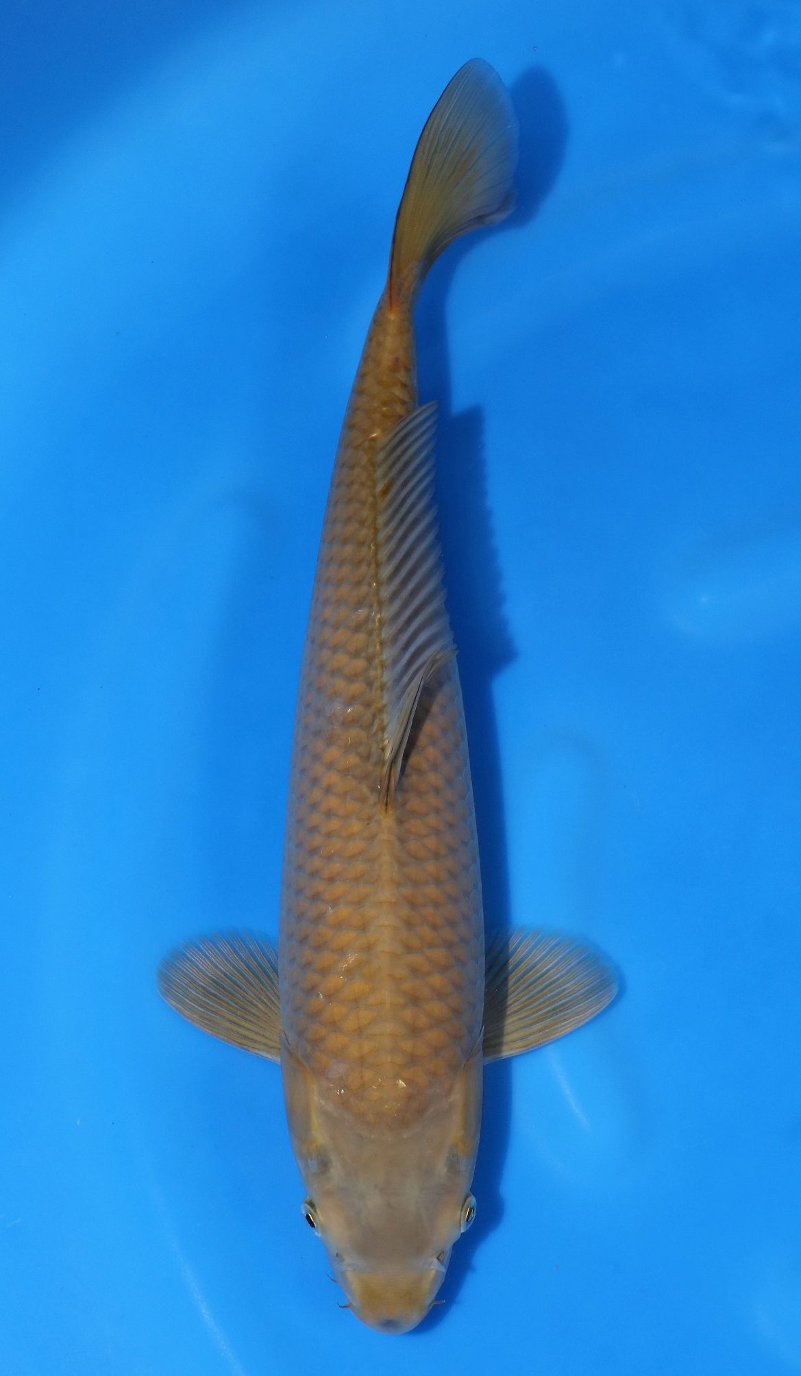 Chagoi SOLD MN - Grand Koi, LLC