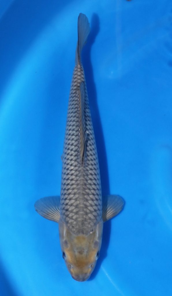 Soragoi SOLD MN - Grand Koi, LLC