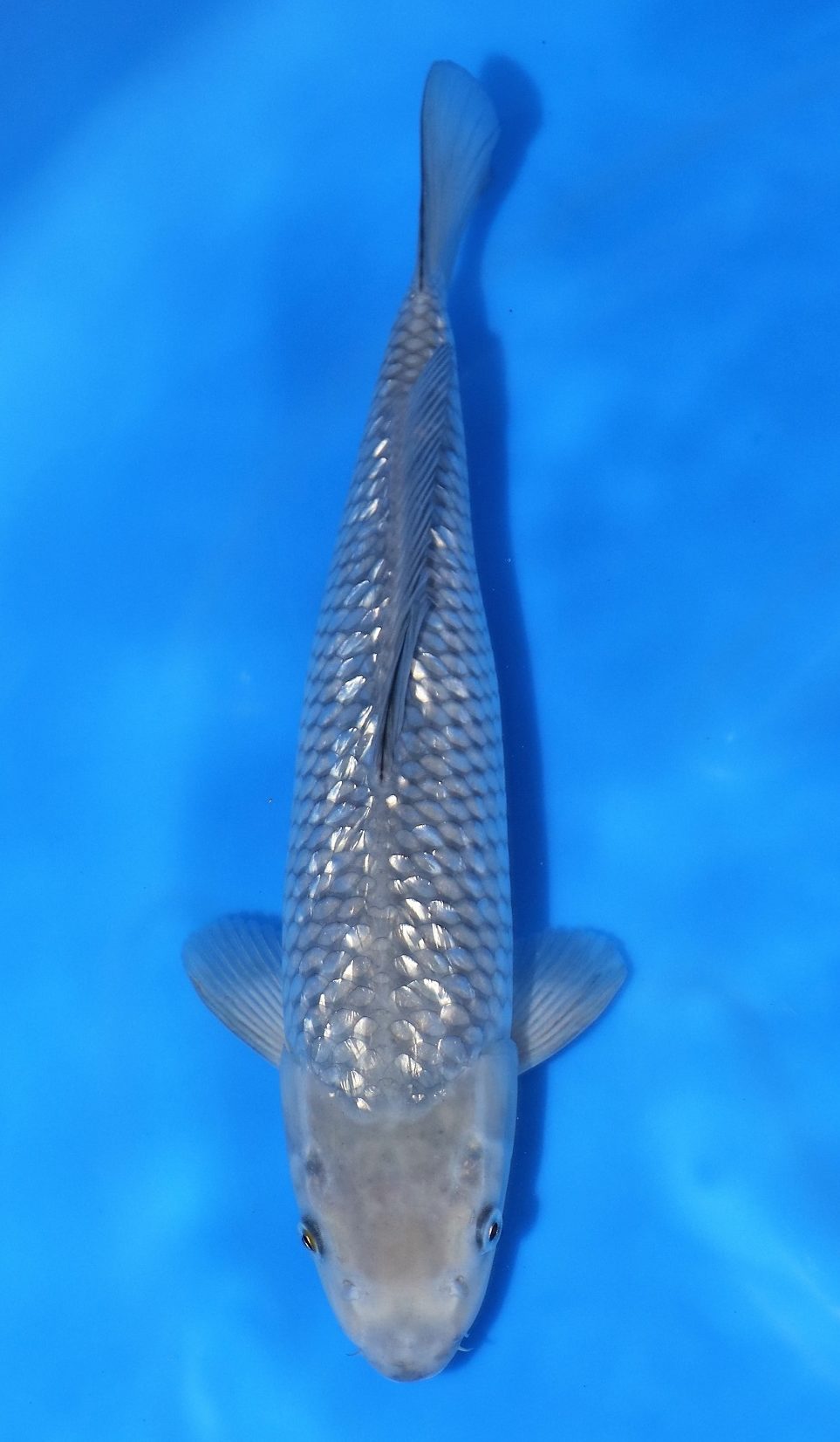 Gin Rin Soragoi SOLD M 450 - Grand Koi, LLC