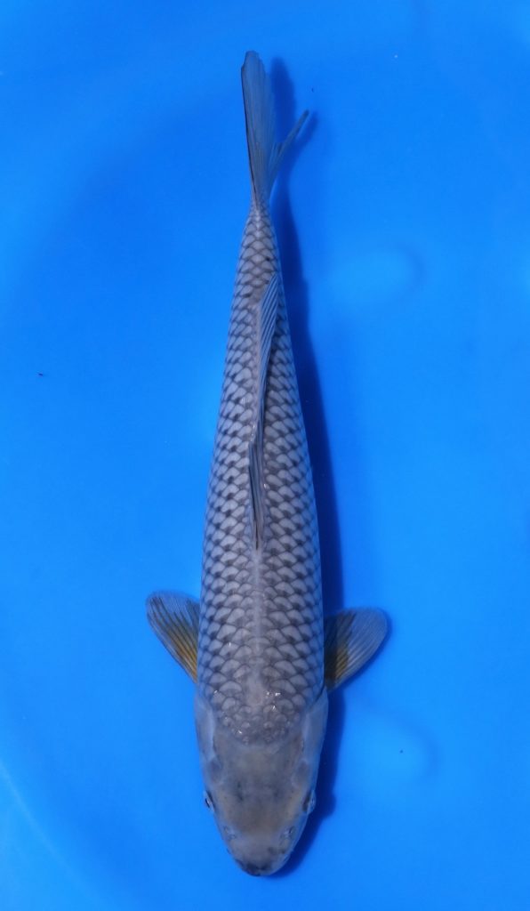 Soragoi SOLD - Grand Koi, LLC