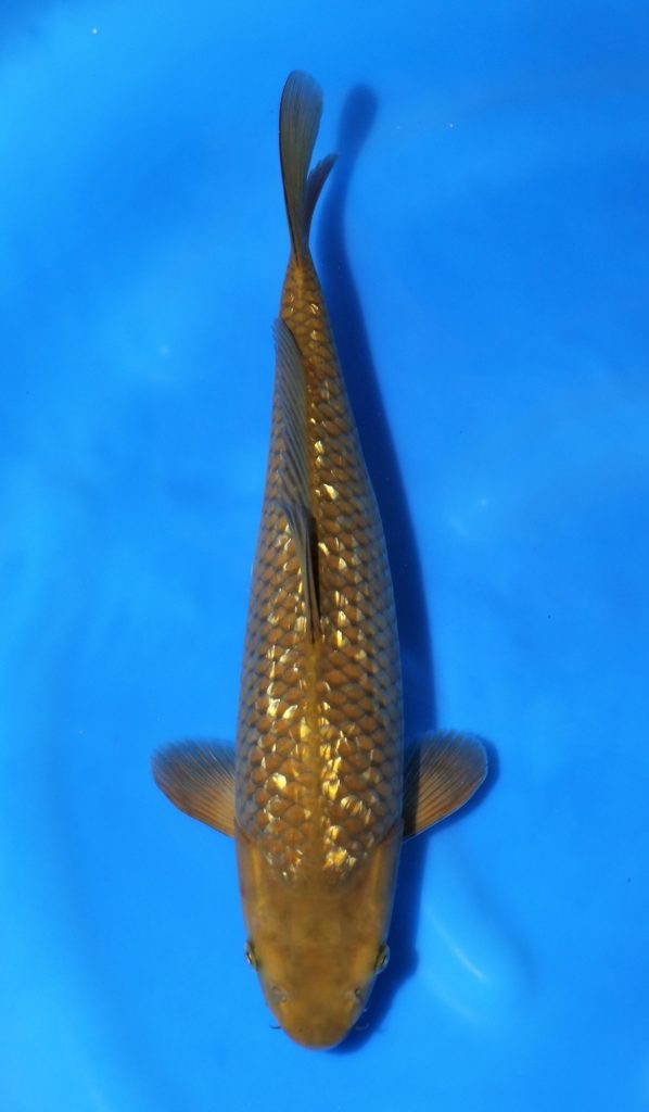 Gin Rin Chagoi SOLD - Grand Koi, LLC