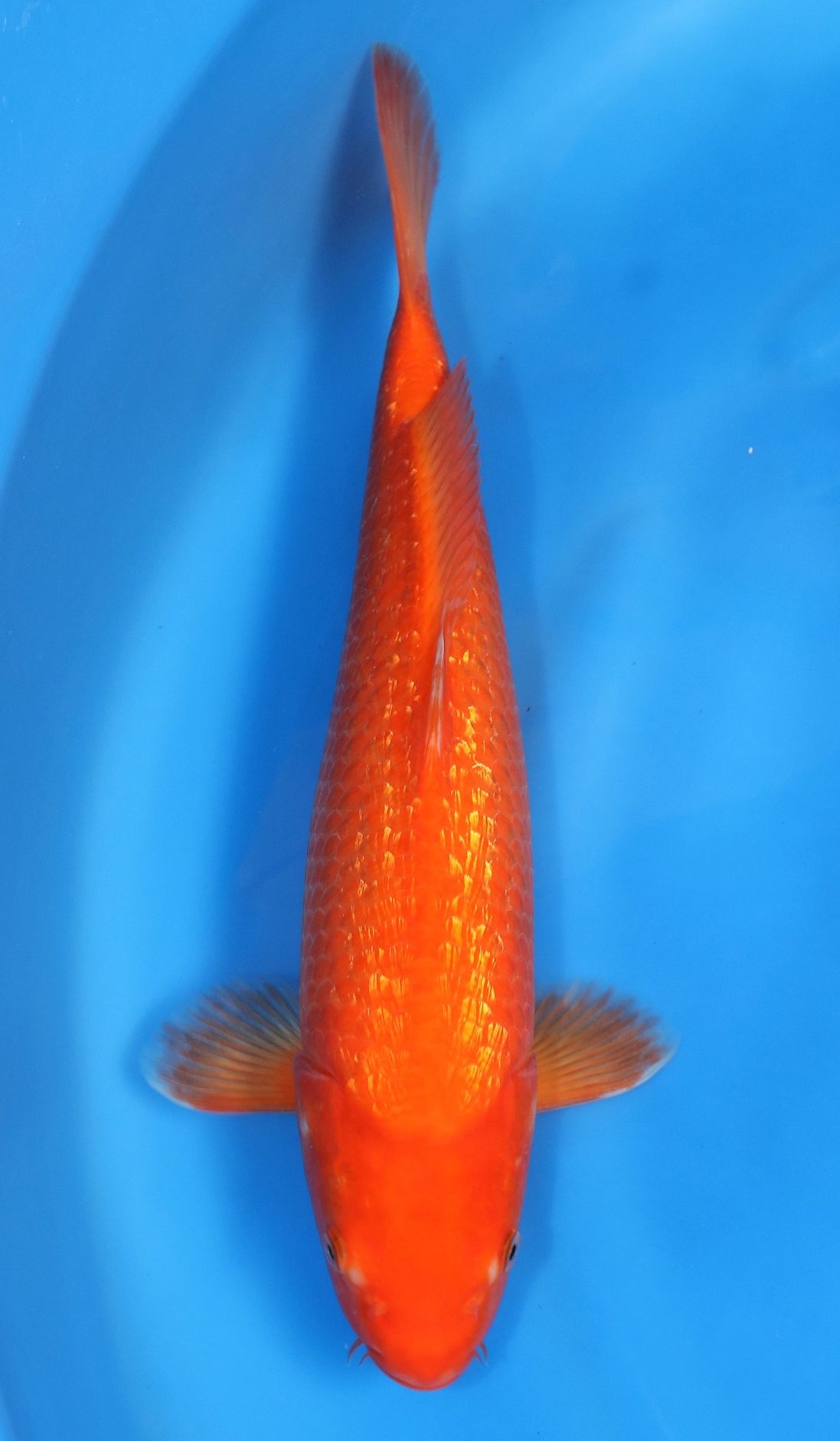 Gin Rin Benigoi SOLD - Grand Koi, LLC