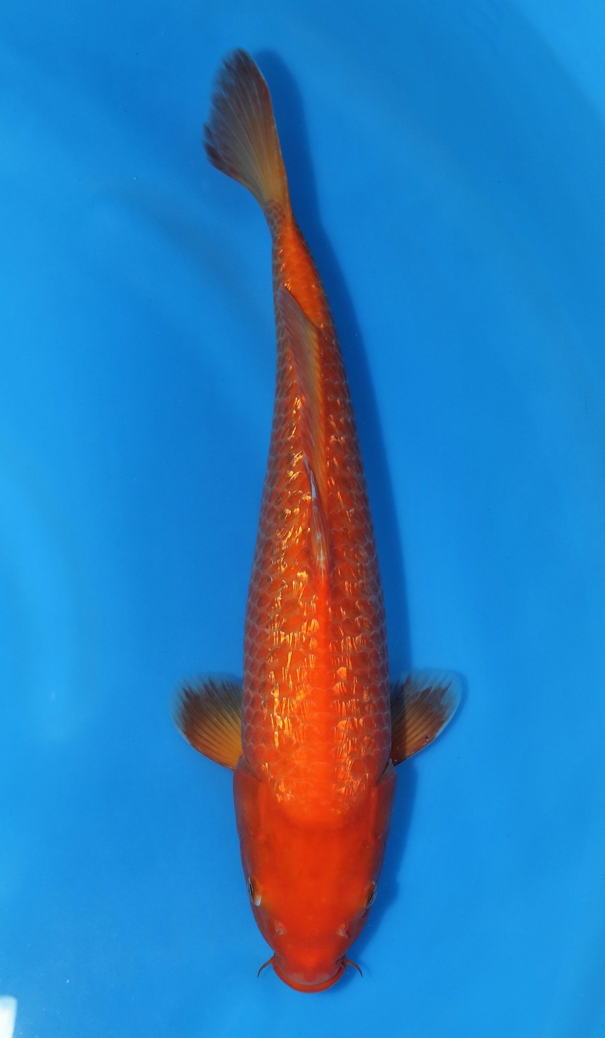 Gin Rin Benigoi - Grand Koi, LLC