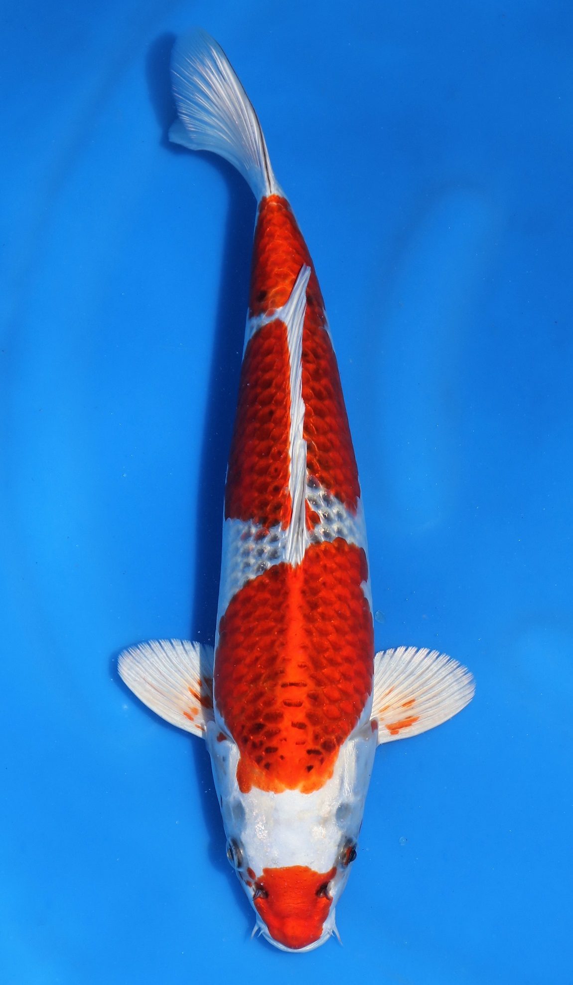 Kujaku SOLD - Grand Koi, LLC