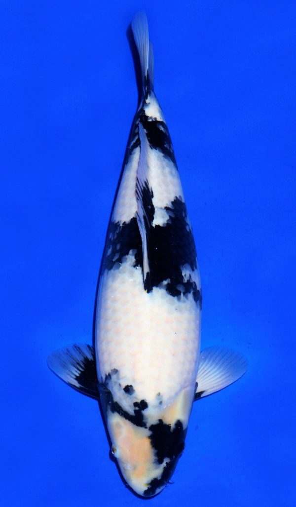 Cha Utsuri - Grand Koi, LLC